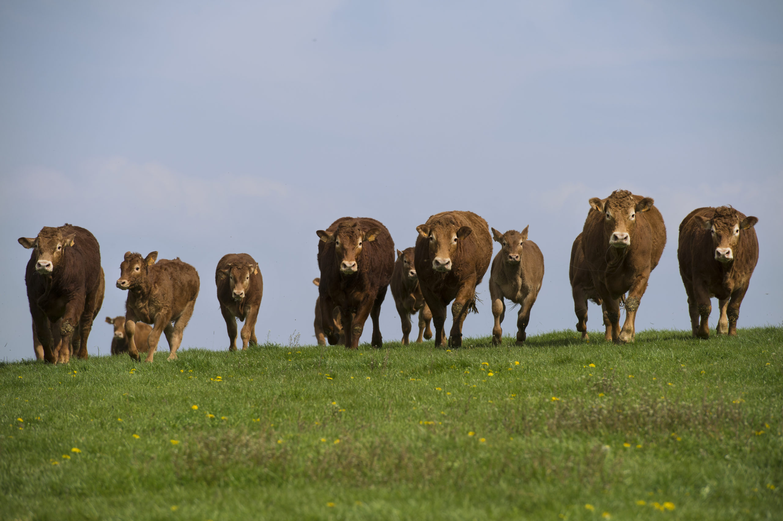 Le Limousin Belge – La Limousine, naturelle et savoureuse