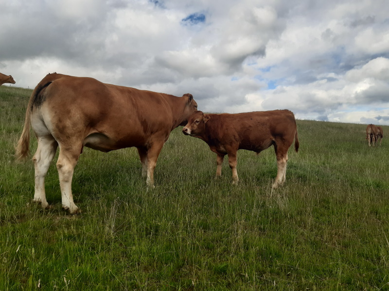 Élevage des grandes dames, Goffinet David et Maxime | Le Limousin Belge